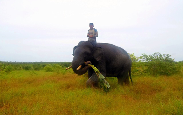 Suaka Margasatwa Padang Air Sugihan, Habitat Gajah Sumatera – EGINDO