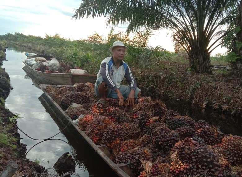 Turun Harga TBS Sawit Pekan ini pada 15 Daerah Penghasil Sawit di Sumut – EGINDO